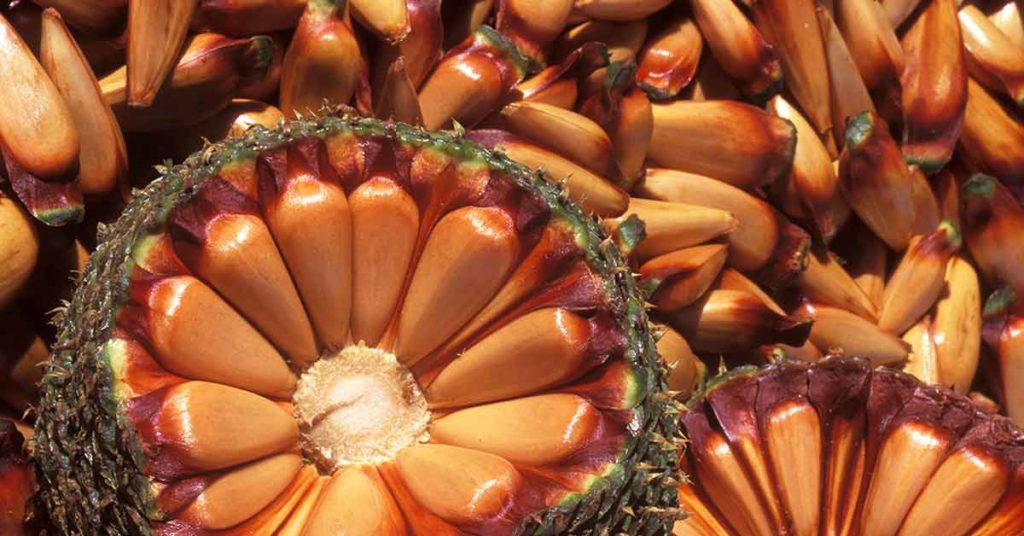 Pinhão engorda? Tire todas as suas dúvidas sobre essa semente deliciosa